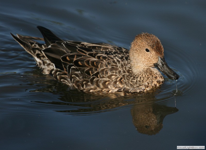 Identify Northern Pintail - Wildfowl Photography.