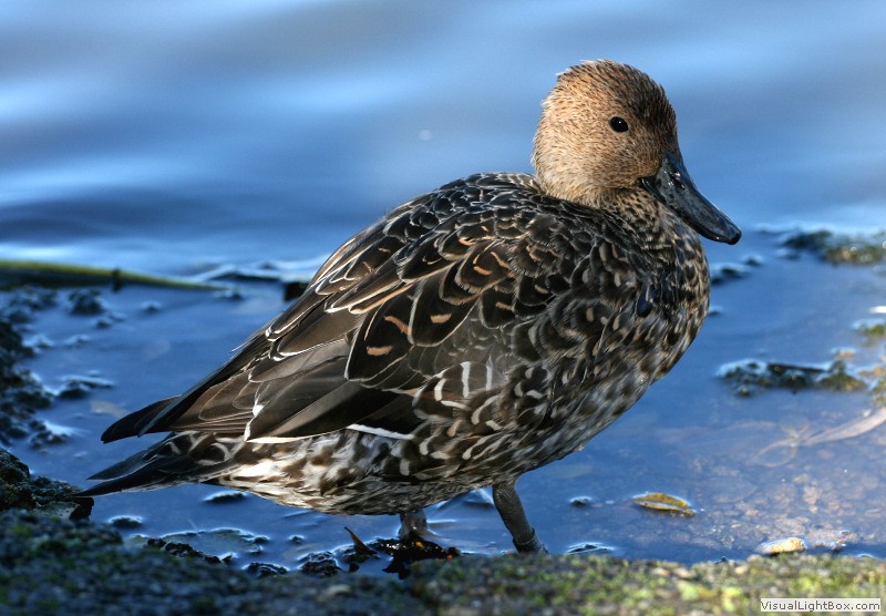 Identify Northern Pintail - Wildfowl Photography.
