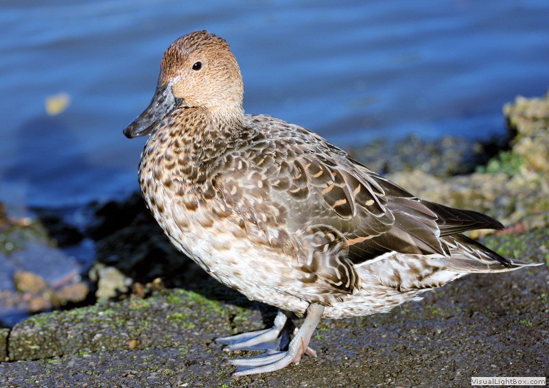 Identify Northern Pintail - Wildfowl Photography.