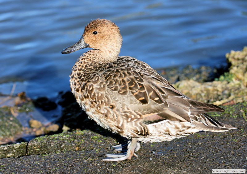 Identify Northern Pintail - Wildfowl Photography.