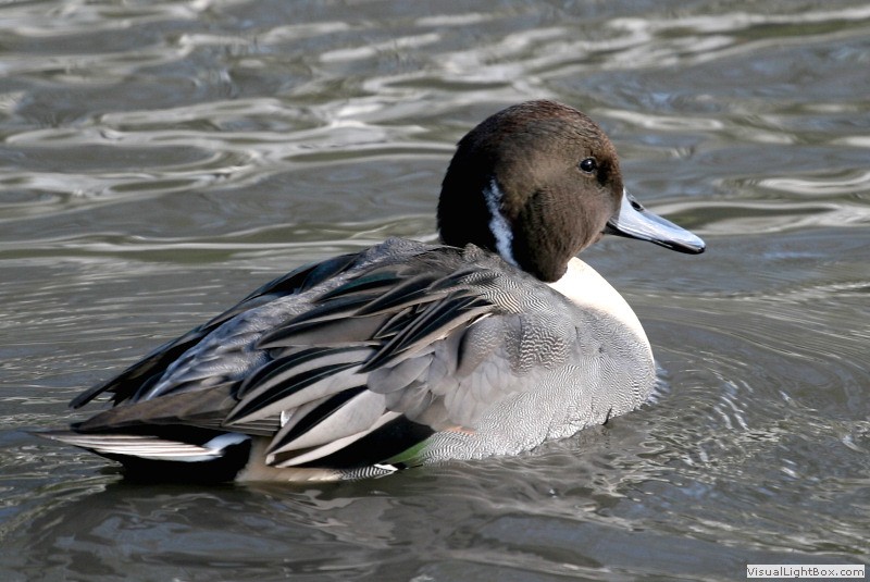 Identify Northern Pintail - Wildfowl Photography.