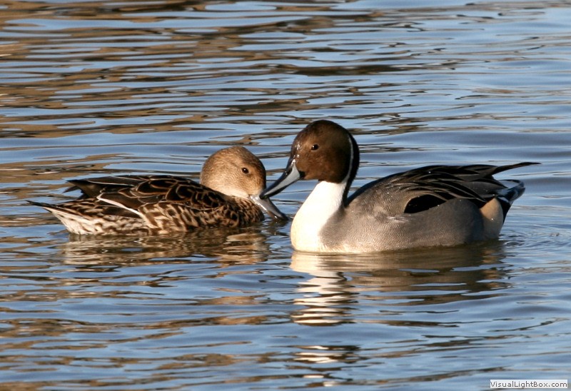 Identify Northern Pintail - Wildfowl Photography.