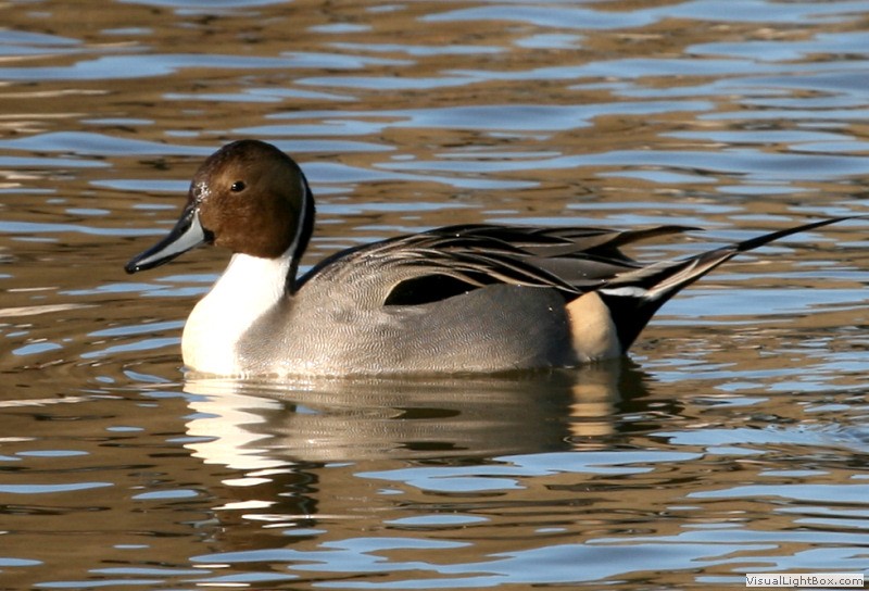 Identify Northern Pintail - Wildfowl Photography.
