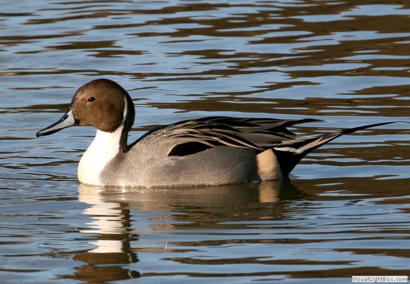 Identify Northern Pintail - Wildfowl Photography.