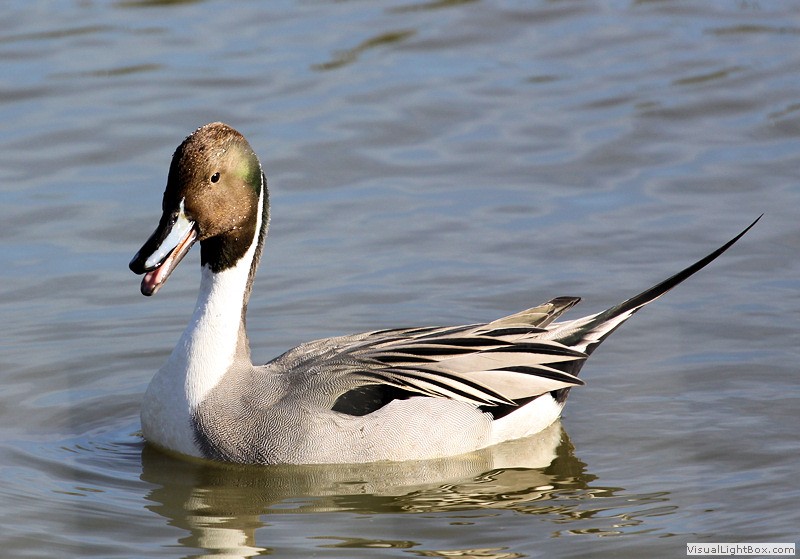 Identify Northern Pintail - Wildfowl Photography.
