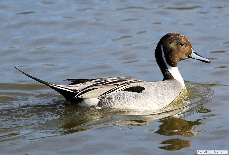 Identify Northern Pintail - Wildfowl Photography.