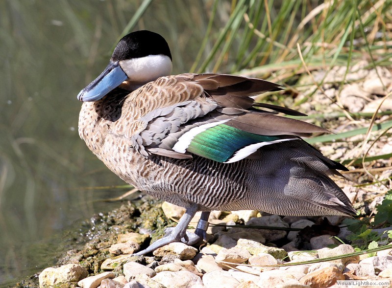 Identify Puna Teal - Wildfowl Photography.