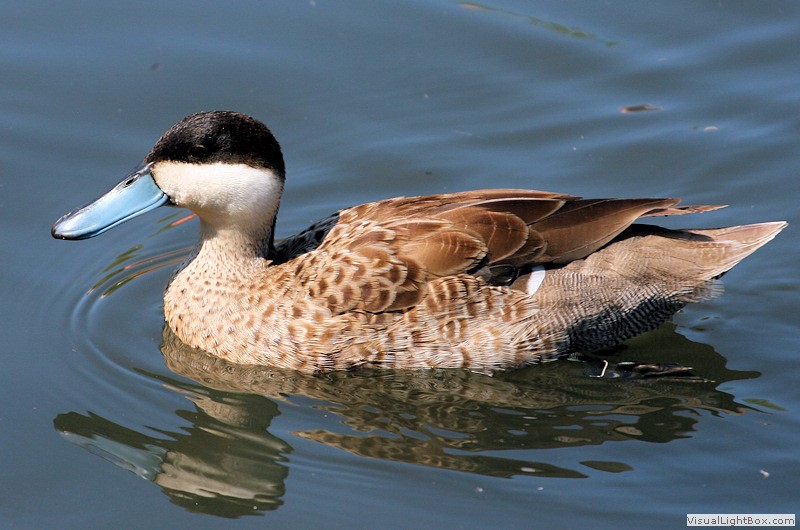 Identify Puna Teal - Wildfowl Photography.