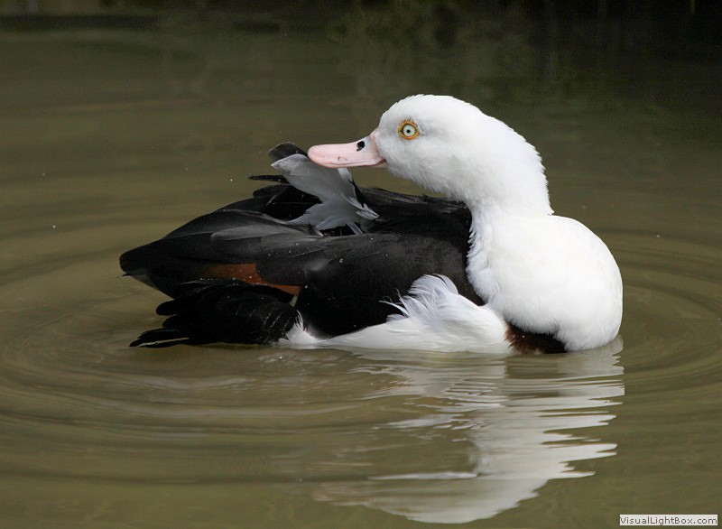 Identify Radjah Shelduck - Wildfowl Photography.