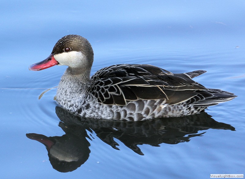 Identify Red-billed Teal - Wildfowl Photography.