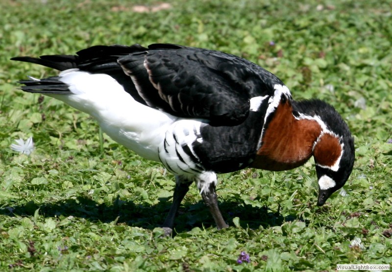 Identify Red-breasted Goose - Wildfowl Photography.