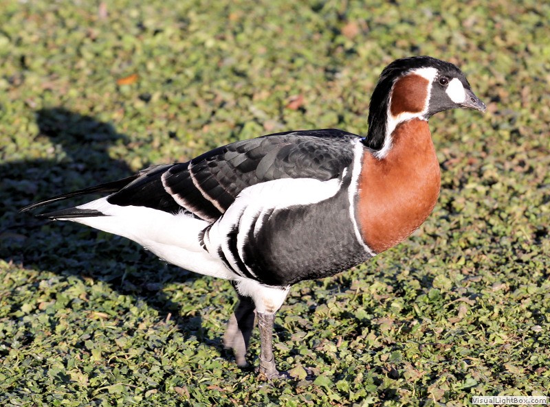 Identify Red-breasted Goose - Wildfowl Photography.