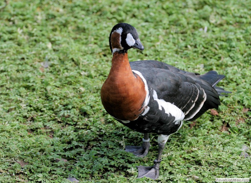 Identify Red-breasted Goose - Wildfowl Photography.