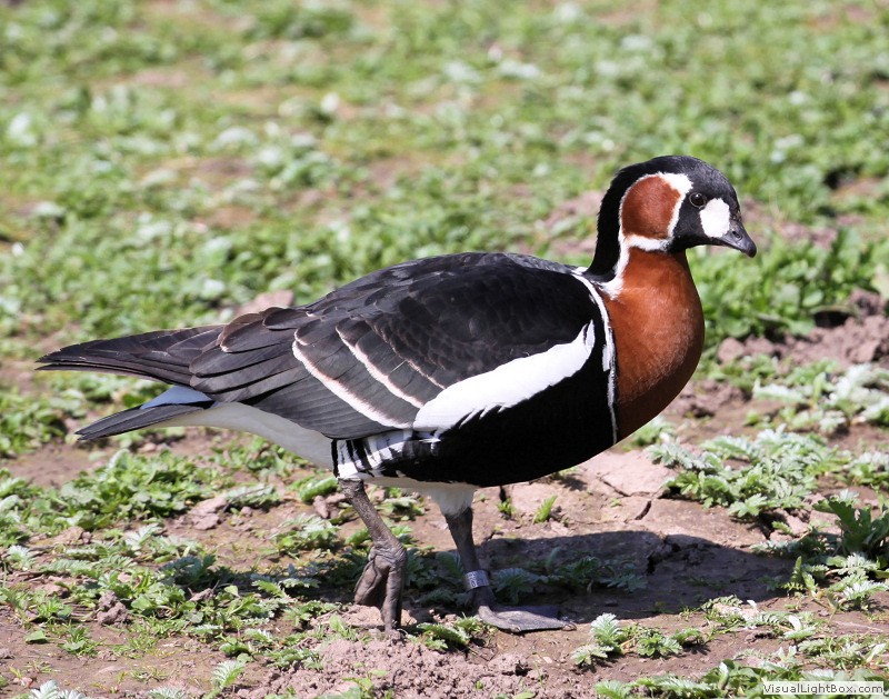 Identify Red-breasted Goose - Wildfowl Photography.