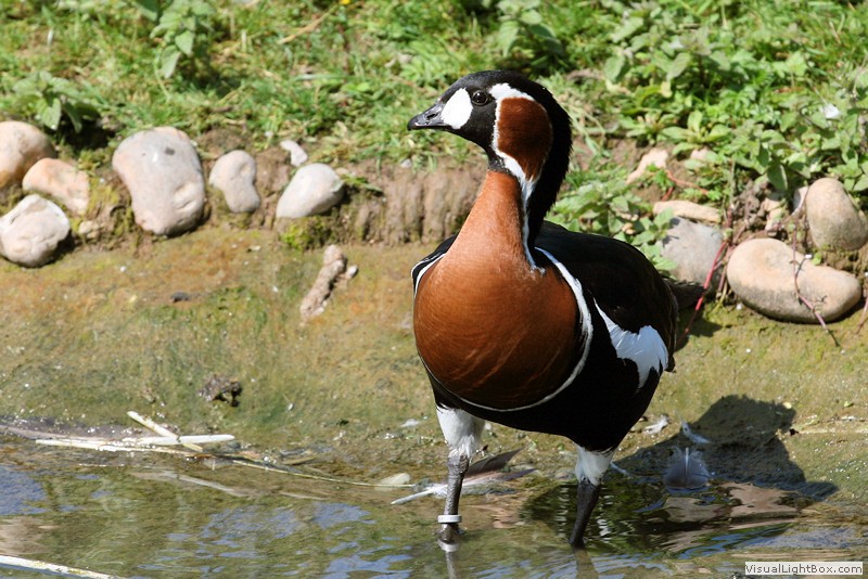 Identify Red-breasted Goose - Wildfowl Photography.