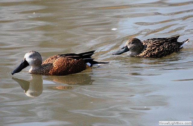 Identify Red Shoveler - Wildfowl Photography.