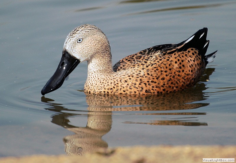 Identify Red Shoveler - Wildfowl Photography.