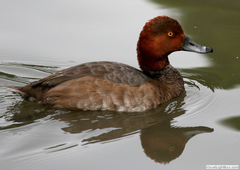 Identify Redhead Duck - Wildfowl Photography.