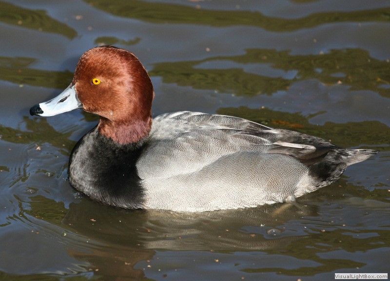 Identify Redhead Duck - Wildfowl Photography.