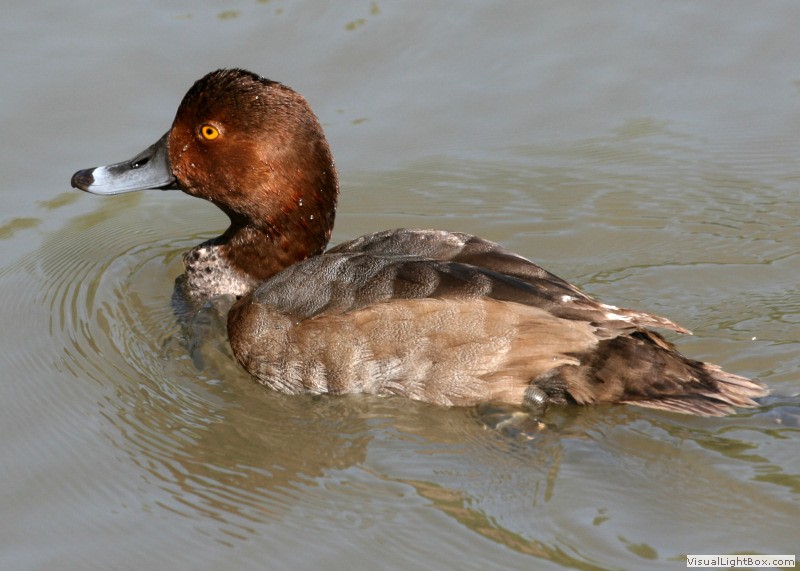 Identify Redhead Duck - Wildfowl Photography.