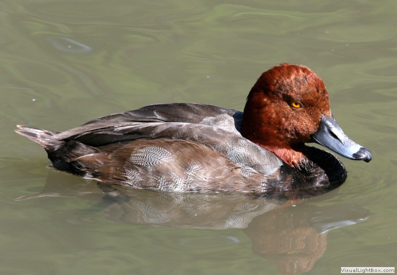 Identify Redhead Duck - Wildfowl Photography.