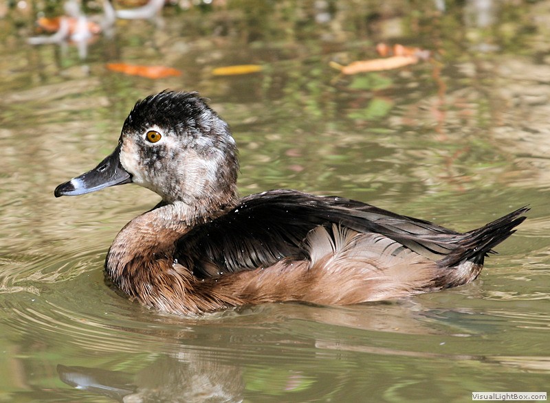 Identify Ring-necked Duck - Wildfowl Photography.