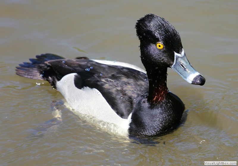 Identify Ring-necked Duck - Wildfowl Photography.