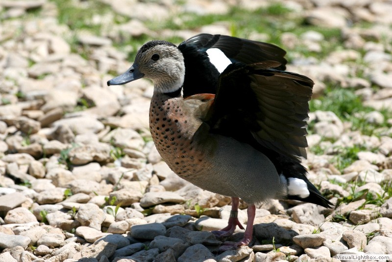 Identify Ringed Teal - Wildfowl Photography.