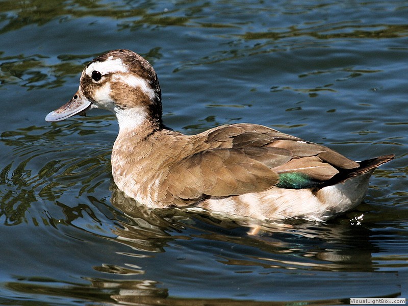 Identify Ringed Teal - Wildfowl Photography.