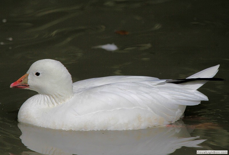 Identify Ross's Goose - Wildfowl Photography.