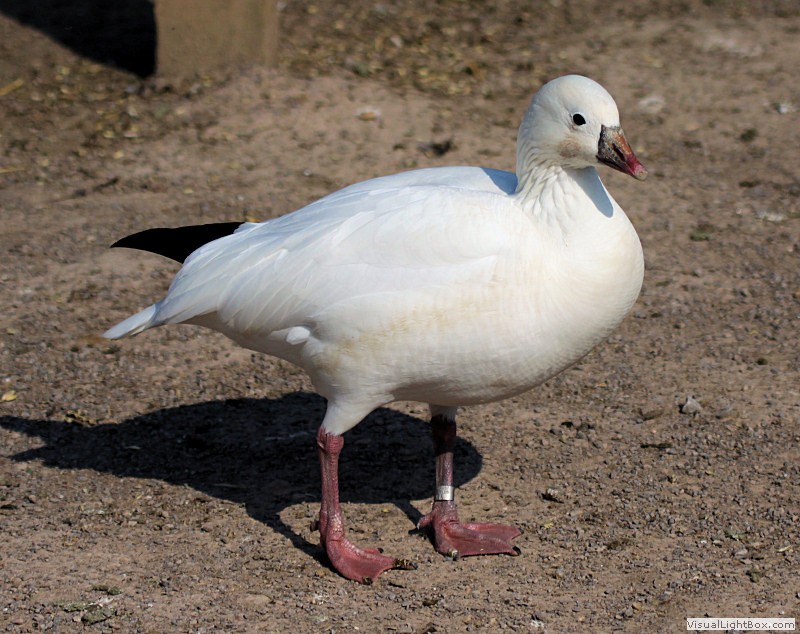 Identify Ross's Goose - Wildfowl Photography.