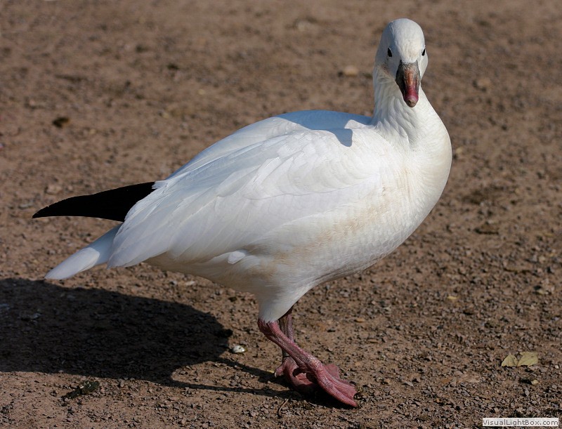 Identify Ross's Goose - Wildfowl Photography.