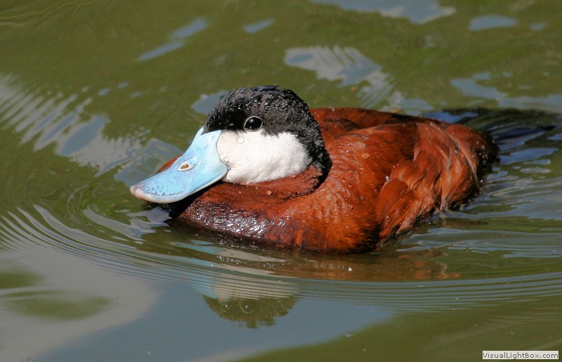 Identify Ruddy Duck - Wildfowl Photography.
