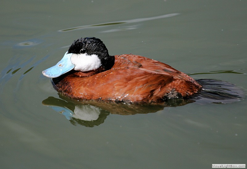 Identify Ruddy Duck - Wildfowl Photography.