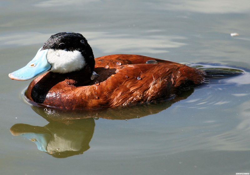 Identify Ruddy Duck - Wildfowl Photography.