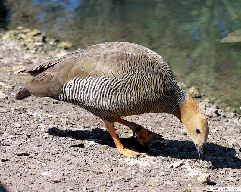 Identify Ruddy-headed Goose - Wildfowl Photography.