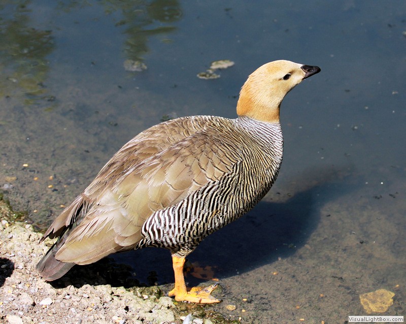 Identify Ruddy-headed Goose - Wildfowl Photography.