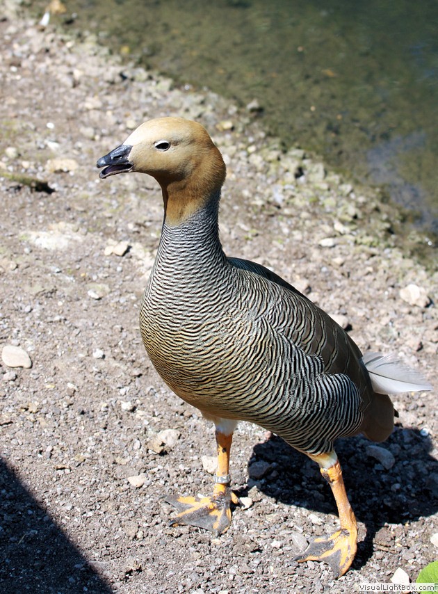 Identify Ruddy-headed Goose - Wildfowl Photography.