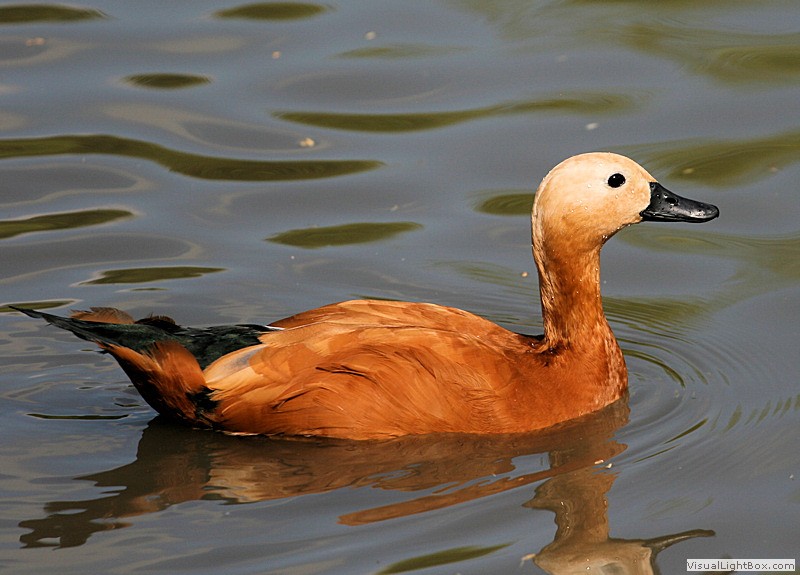 Identify Ruddy Shelduck - Wildfowl Photography.