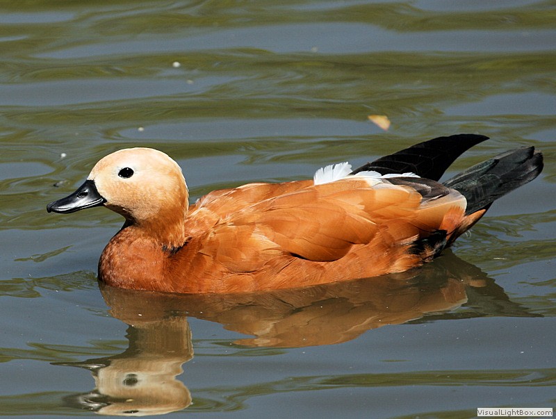 Identify Ruddy Shelduck - Wildfowl Photography.