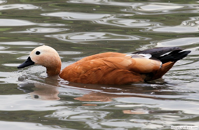 Identify Ruddy Shelduck - Wildfowl Photography.