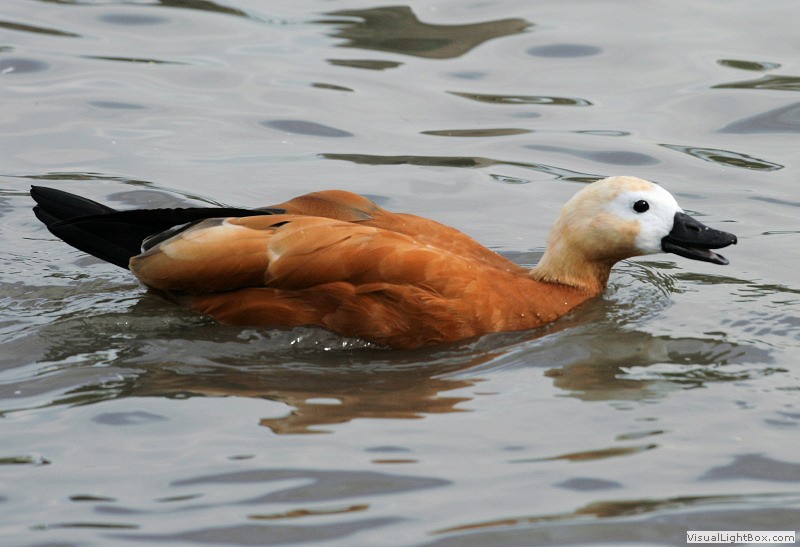 Identify Ruddy Shelduck - Wildfowl Photography.