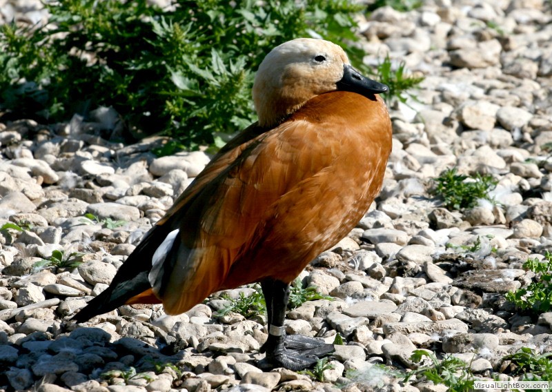 Identify Ruddy Shelduck - Wildfowl Photography.
