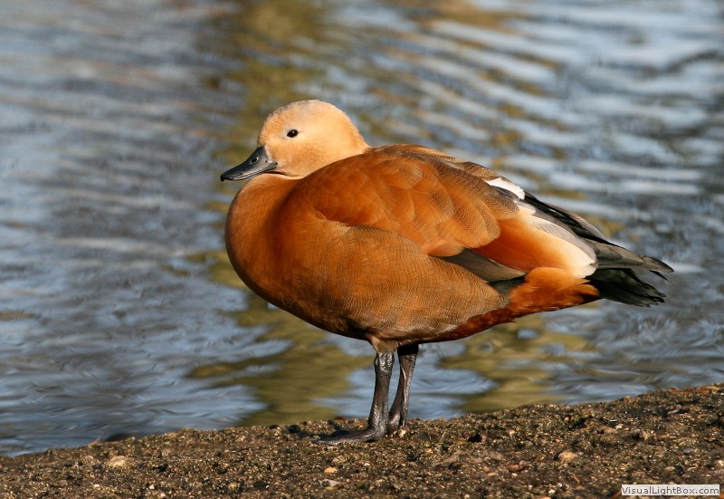 Identify Ruddy Shelduck - Wildfowl Photography.