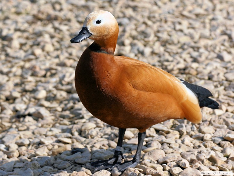 Identify Ruddy Shelduck - Wildfowl Photography.