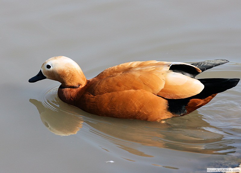 Identify Ruddy Shelduck - Wildfowl Photography.