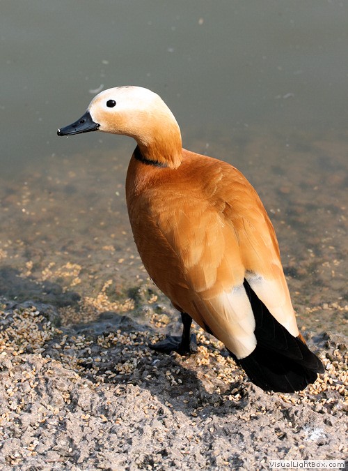 Identify Ruddy Shelduck - Wildfowl Photography.