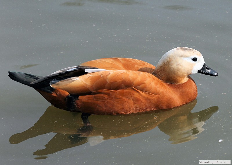 Identify Ruddy Shelduck - Wildfowl Photography.