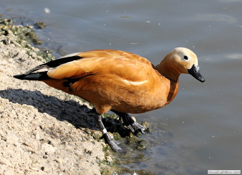 Identify Ruddy Shelduck - Wildfowl Photography.
