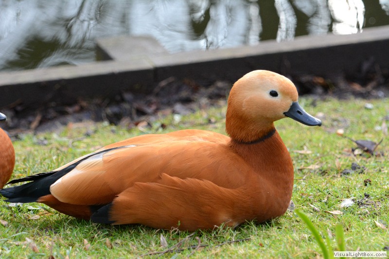 Identify Ruddy Shelduck - Wildfowl Photography.